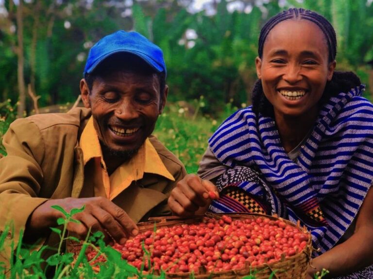 Harrar Coffee: The Bold Spirit of Ethiopian Tradition - Mequanint ...