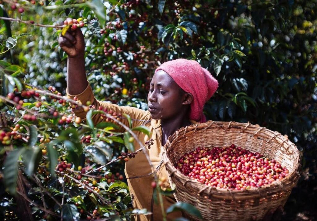 Sidama Coffee - Mequanint Import and Export